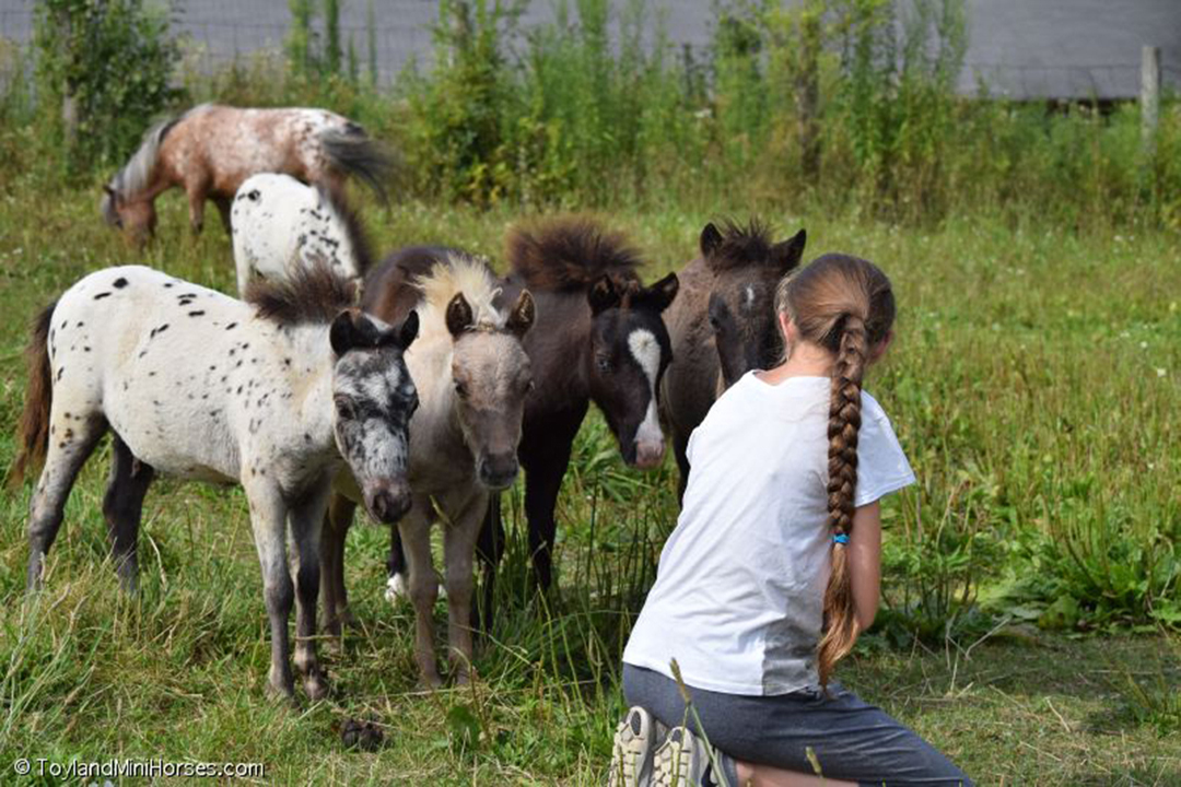 Toyland Falabellas - Falabella Miniature Horses for Sale - Saleslist